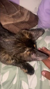 Aponi playing grand rising #famous #adoreble #cuteanimal #adorably #cutecat #grandrising