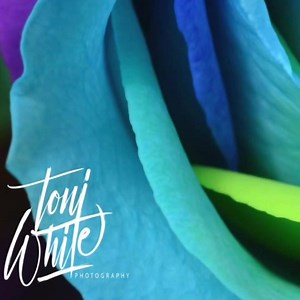 1.1K reactions · 99 shares | The Photography logo that BEAUTIFIES, not brutalizes! | Photologo | Facebook