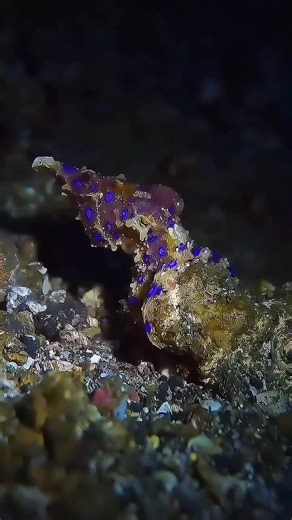 42K views · 2.3K reactions | Poisonous but beautiful the blue ringed octopus is an amazing creature | I Love The Ocean | Facebook