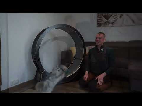 How to Train You Cat to Run on the Cat Wheel? Simple Training Tutorial #catwheel #training