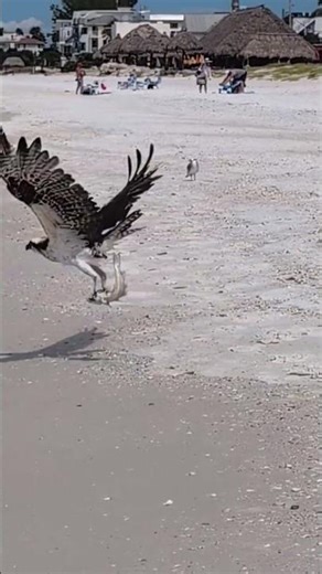 Osprey at Ana Maria Island. #floridabeaches #anamariaisland