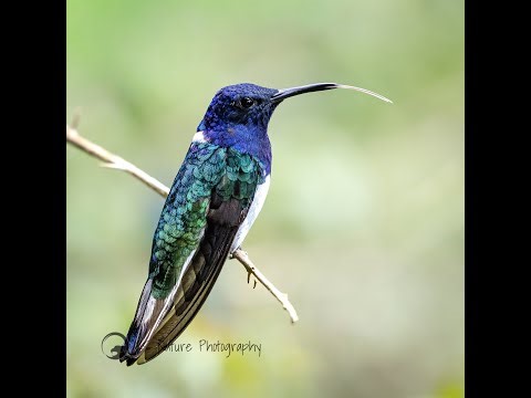 Nature Photography Class - Advanced