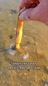 319K views · 3.4K reactions | TEKNIK TANGKAP PACIFIC RAZOR CLAM #boskatering | Rasa Catering Putrajaya | Facebook