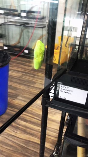 Black-eyed tree frog #frogs | cute frog