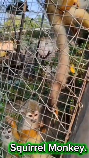 Squirrel Monkey.#justmeneena