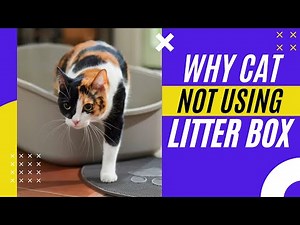 6 Reasons Why Cats Stop Using the Litter Box