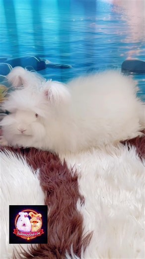 Explore English Angora Rabbits on Our Farm