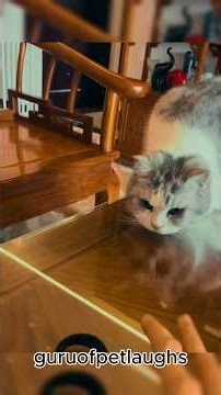 Cats vs Gravity 😂 | Hilarious Cat Fails Compilation #shorts