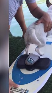 372K views · 3.5K reactions | Dogs when they hear a bag of chips open in a 5 mile radius! 藍 | Try Not to Laugh | Facebook