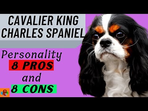 CAVALIER KING CHARLES SPANIEL PROs & CONs (Include Health Problems) - Must Watch Before Getting One