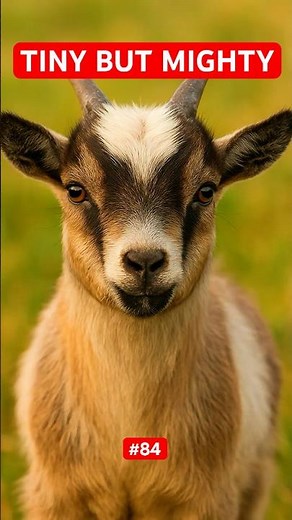 American Pygmy Goat 🐐 | The Tiniest Mightiest Animal Ever | A - Z Animals Part 84 |