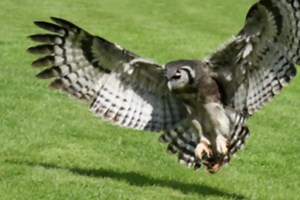 Minecraft Runner - Free Addicting Game ★★★★★