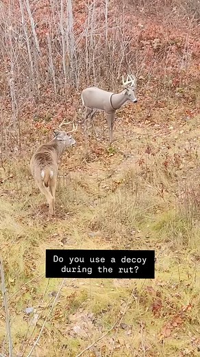Early rut action! This buck came in with his ears pinned back, ready to fight the decoy. Anyone else running decoys this season? How’s it working for you? 🎥 Jenna Johnston | Jurassic Rock