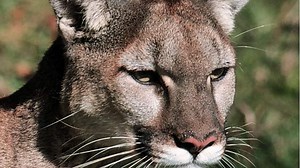 B.C. man thwarts cougar with spear