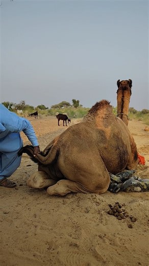 صاحبُ الجِمال يَفحَصُ جِمالَهُ لِيَطمَئِنَّ على صِحَّتِها