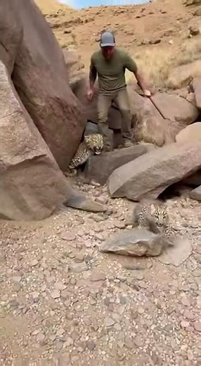 Leopard Cub Rescued From Rock Crevice — Mother Leopard Charges Seconds Later