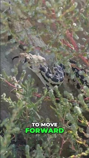 Snakes: Masters of Movement!