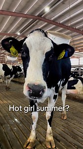 83K views · 2K reactions | We take cow comfort seriously — especially in the heat. ☁️ Fans + misters keep cows cool 流 Recycled sand bedding is soft, chill, and comfy  Misters over fans create ultra-fine air cooling mist 淋 Temp-sensing curtains adjust automatically ️ We monitor everything to stay below 65° #CowComfort #CoolCows #DairyFarmLife #SustainableFarming #cool #dairyfarm #fyo #dairy | McCarty Family Farms | Facebook
