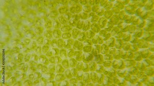 Chloroplast under a microscope. Chloroplasts in plant cells. Cell structure view of leaf surface showing plant cells under microscope for education. Green plant cells under microscope. GMO. DNA.