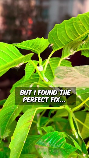 22K views · 12 reactions | Introducing the Ultimate Mealy Bug Solution!   Specially formulated to target mealy bugs without harming your precious plants.  Safe and easy to use, suitable for indoor and outdoor use.  Highly effective and long-lasting, ensuring a bug-free oasis.  Trusted by plant enthusiasts and gardeners alike. Order today and enjoy a bug-free garden tomorrow!  | Pot and Bloom | Facebook