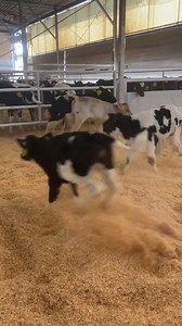 Cow calf fun time 😳 #reel #viral #dairyfarm #cow | Farming .Life