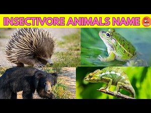 Learn Insectivores [Insect-Eating] Animal Names in English for Kids #kidslearning #animals #insects