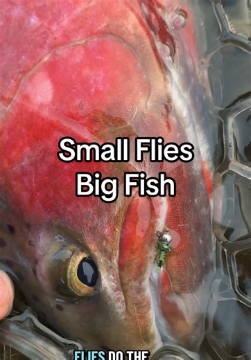 The Truth About Small Flies and Big Fish