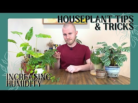 How To Increase Humidity Without Using A Humidifier Ep. 18