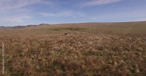 Zebra Tracking left to right, Grasslands Aerial, 4K, 28s, 2of14, Stock Video Sale - Drone Discoveries llc.