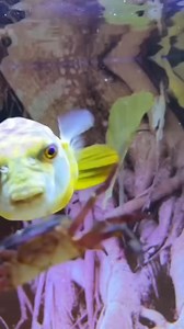 Pufferfish bite crabs fiercely.😱 #okboomermemes #wwthreememes #monthreview #disneyplusmemes #okboomer #aquariumfish #tropicalfish #sonicmemes #fishing #fishkeeping #aquascape #plantedaquarium #nature #fishkeeper #pufferjacket #kugelfisch #dank #trending #world #memesfordays #viral #flamingo #kidstv #sonicx #jackcepticeye #pewdiepie #dankdealers #albert #markiplier #doggo | Animal Century