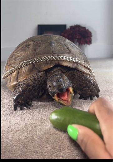 Understanding Greek Tortoises as Pets