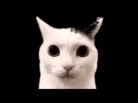 Plethora of Discord Cat Memes v9