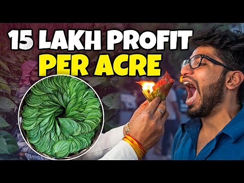 Betel Leaf Farming | You can get a Minimum of 15 Lakh Profit per Acre with Paan Leaf Cultivation!