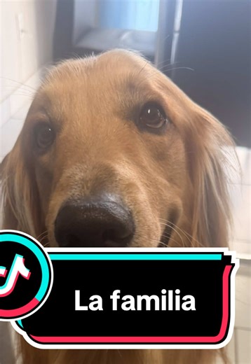 La familia #goldenretrieverlife #goldenretrieverpuppy #goldenrwtriever #goldenretrieversoftiktok #goldenretrieverlove