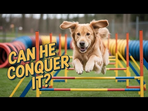 Building a Backyard Obstacle Course for My Dog