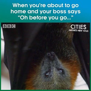 But... it's Friday! 😩 #NaturesNewWild | BBC Earth