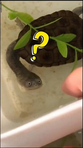 How Turtle Breathe Underwater? 🐢