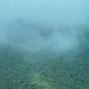 12 reactions | ❓How many trees are in the Amazon rainforest? ...