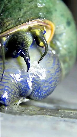 Snail With an Iron Shell 🐌🛡️