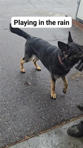 It was hailing, but I didn't hit record 🤦‍♀️ The weather app says it's snowing near our new home. Super excited to see the girls reaction to snow next winter. #dogs #cute #gsd | Smith and Short Dogs