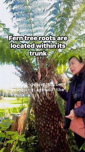 My fern tree in the garden needs winter protection as the roots are located within its trunk. #treeferns #winterprotection #GardenProtection #dicksoniaantarctica | Tin Cabaluna Aguda Lee