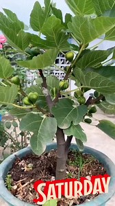 Fig tree sale | Mark Soriano