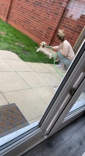 This freezing cold morning has Bueno day dreaming about summer hose downs 😍 #summer #goldenretriever #dog #dogs #summerday #dogsofttiktok