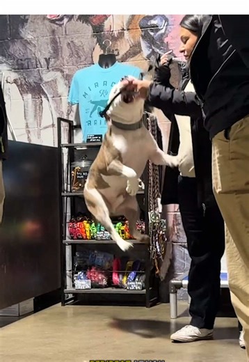 Meet our newest board and train, Samson. A lot of redirecting at the owners, reactivity and intense jumping. Because of these behaviors, his owners have struggled immensely with simple life tasks. Follow us for Samson’s progress coming soon!