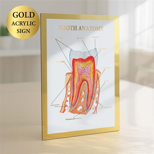 Tooth Anatomy Diagram Tooth Structure Chart Dentistry Art Medical Wall Decor Dentist Gift Dental Clinic Decoration Acrylic Sign - Etsy