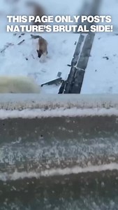 154K views · 128 reactions | This man was working alone at a remote weather station in Siberia when a polar bear tried to break in and eat him. Luckily, his dogs were there to scare it off. Follow @naturesbrutal for more! | Natures Brutal | Facebook