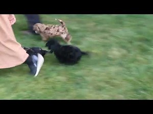 Cockapoo Puppies For Sale