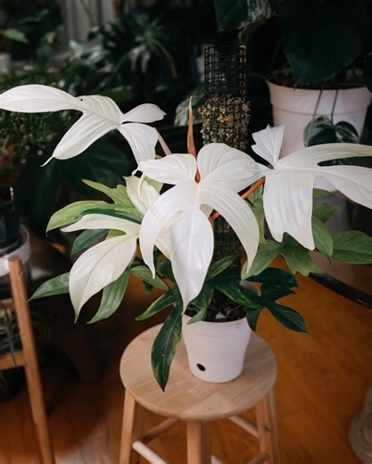 Philodendron Florida Ghost Stem Cutting Rare Aroid - Etsy