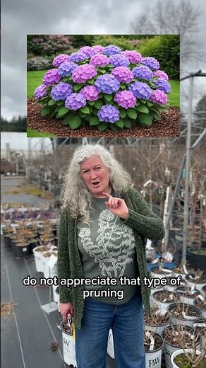 Hydrangea pruning season is here