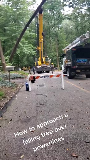 Hickory Tree Removal Over Powerlines Process